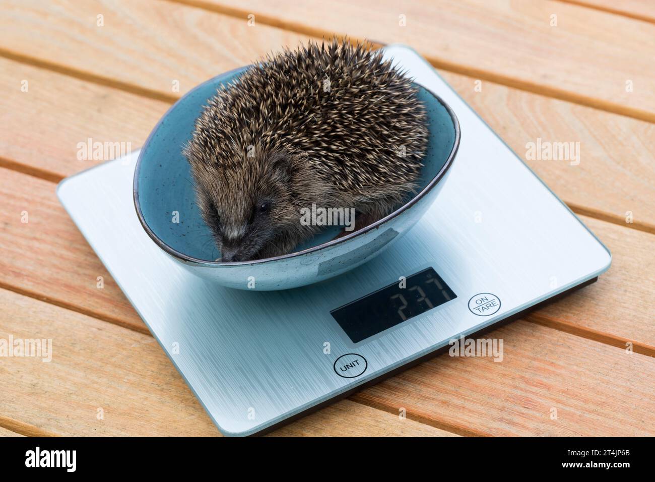 Animal scale weighing Banque de photographies et d’images à haute ...
