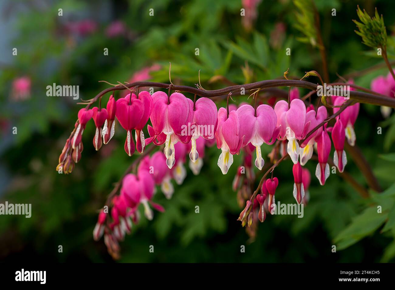 Wild bleeding heart Banque de photographies et d’images à haute ...