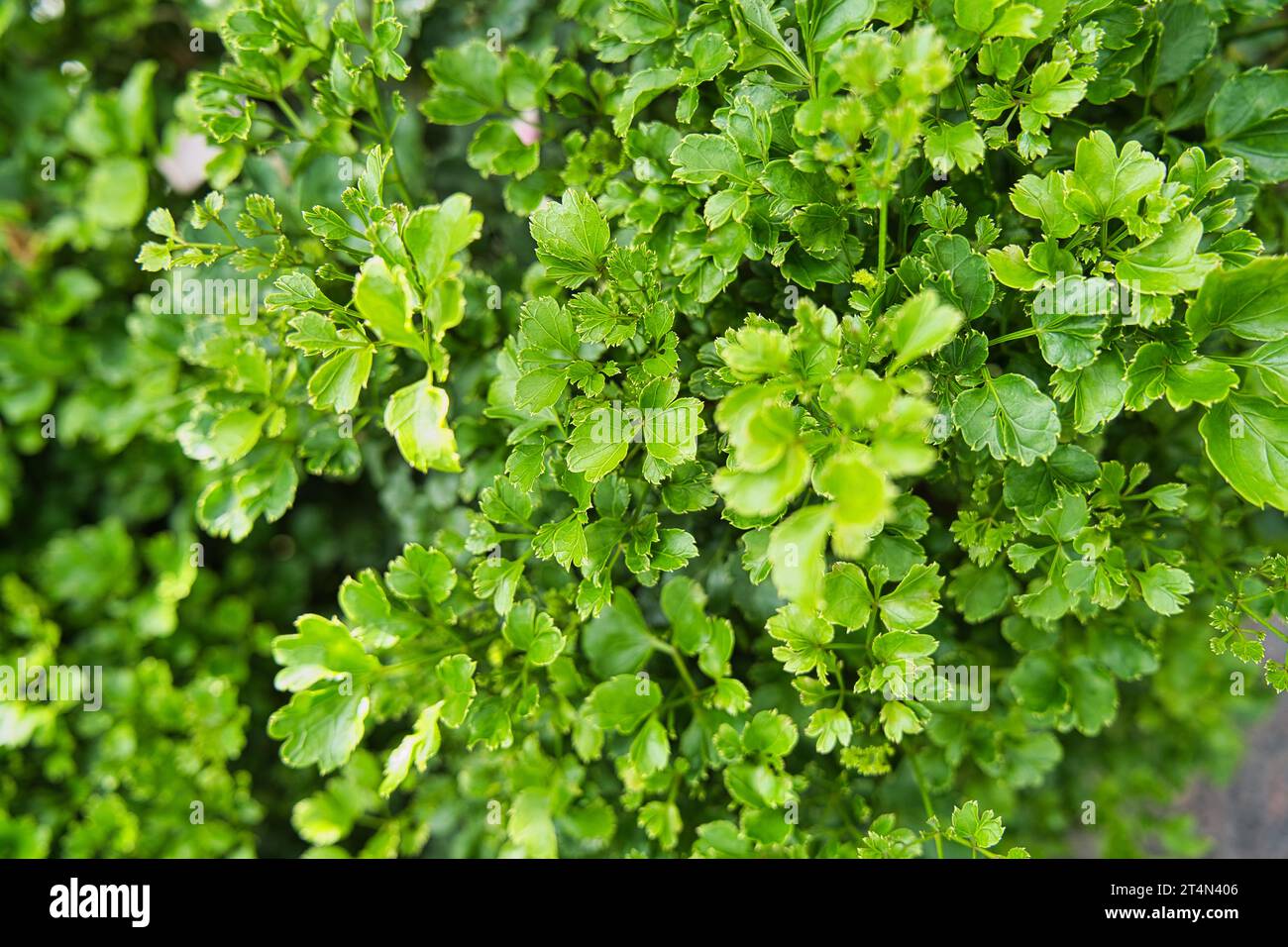 Aralia polyscias guilfoylei Banque de photographies et d’images à haute ...