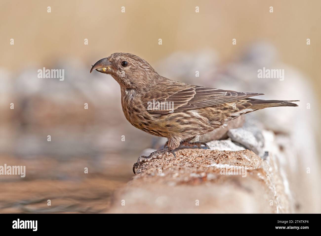 Bec croisé rouge (Loxia curvirostra) sur sol en béton. Contexte grippal ...