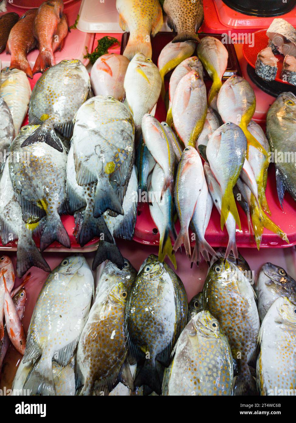 Différents types de poissons sur le marché aux poissons tropicaux ...