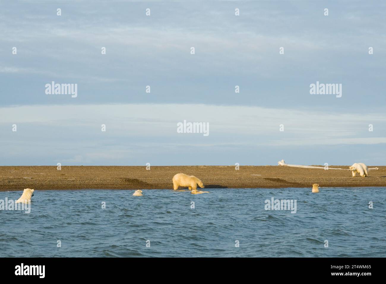 Ours polaires Ursus maritimus, truies et oursons dans l'eau et le long ...