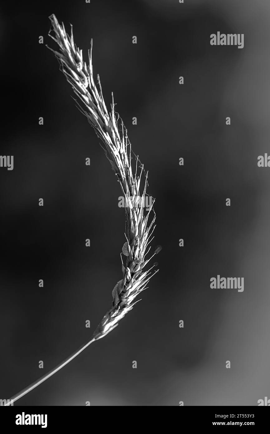 Symbole alimentaire biologique symbole Banque d'images noir et blanc ...