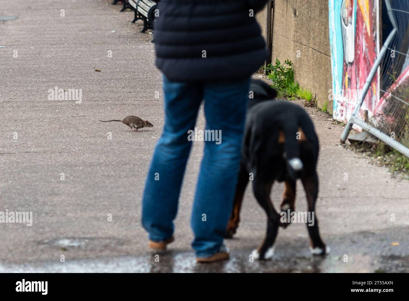 Chien avec rat sur le dos Banque de photographies et d’images à haute ...