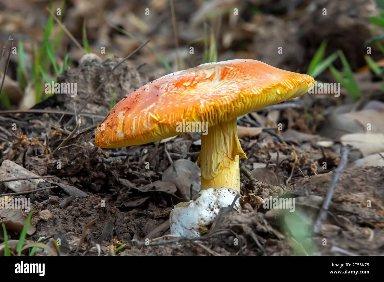 Champignon de César (Amanita césarée) dans une clairière de pinède au ...
