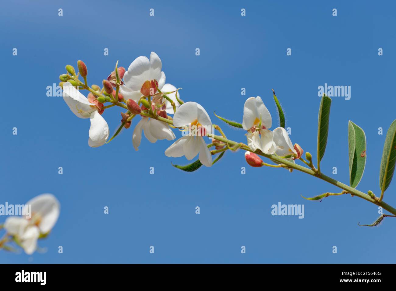 Baphia massaiensis Banque de photographies et d’images à haute ...