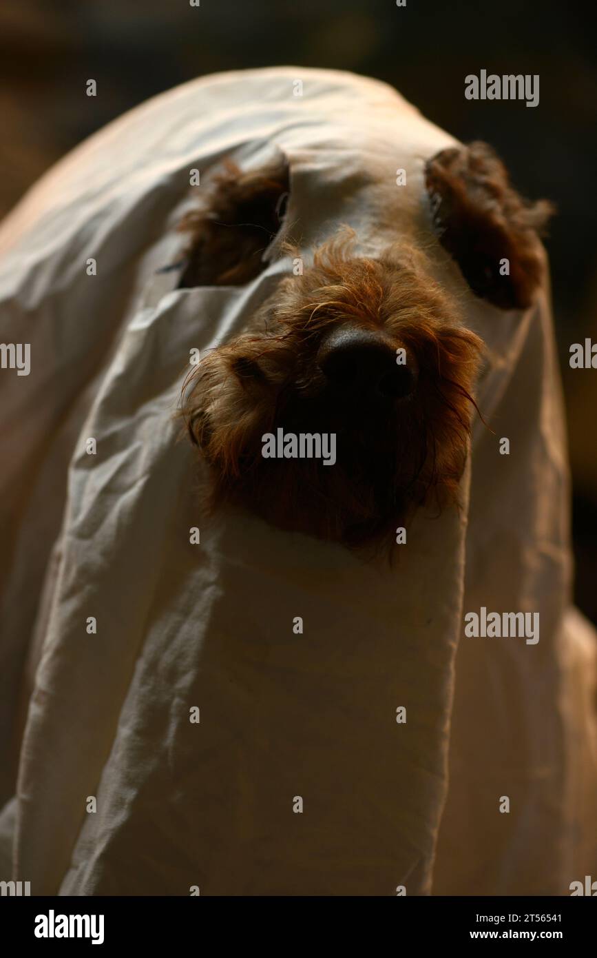 Non apparition Banque de photographies et d’images à haute résolution ...