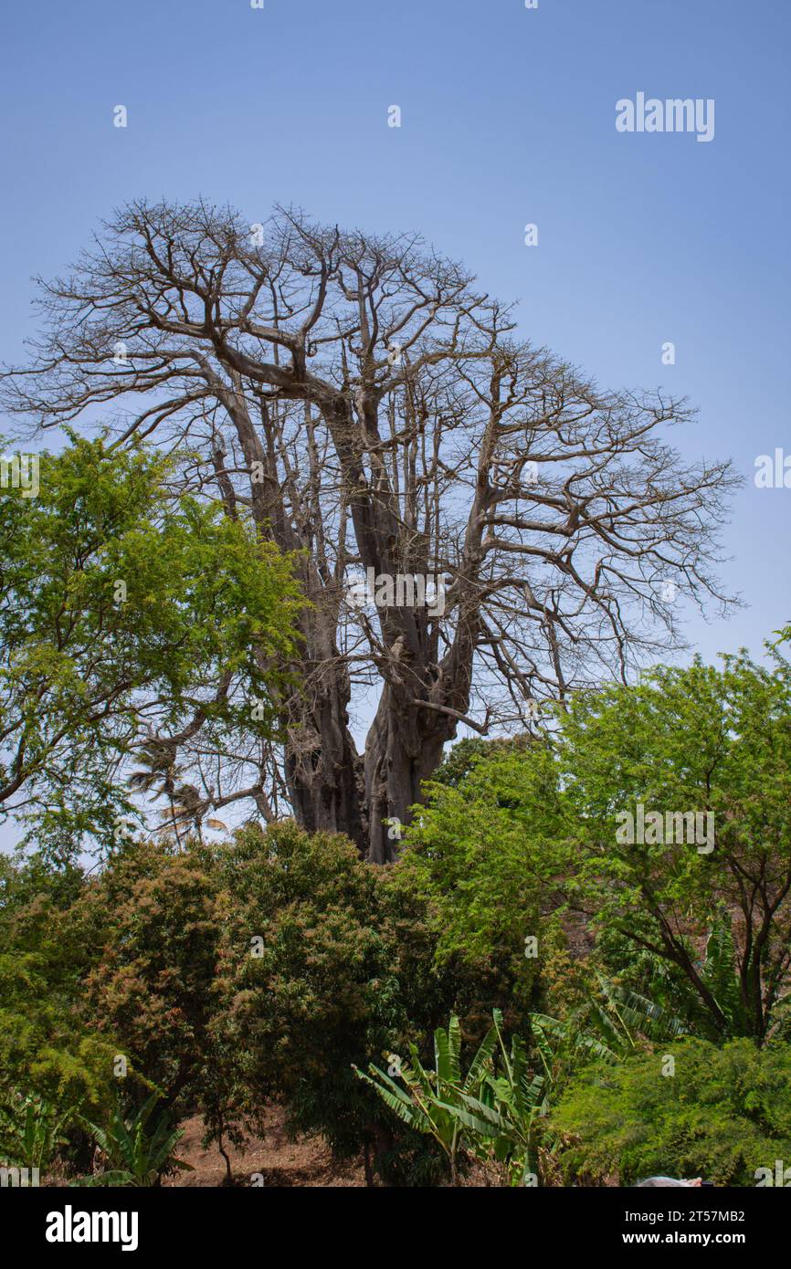 Tronc et tress racines de 25 mètres de haut kapok (Ceiba pentandra), le ...