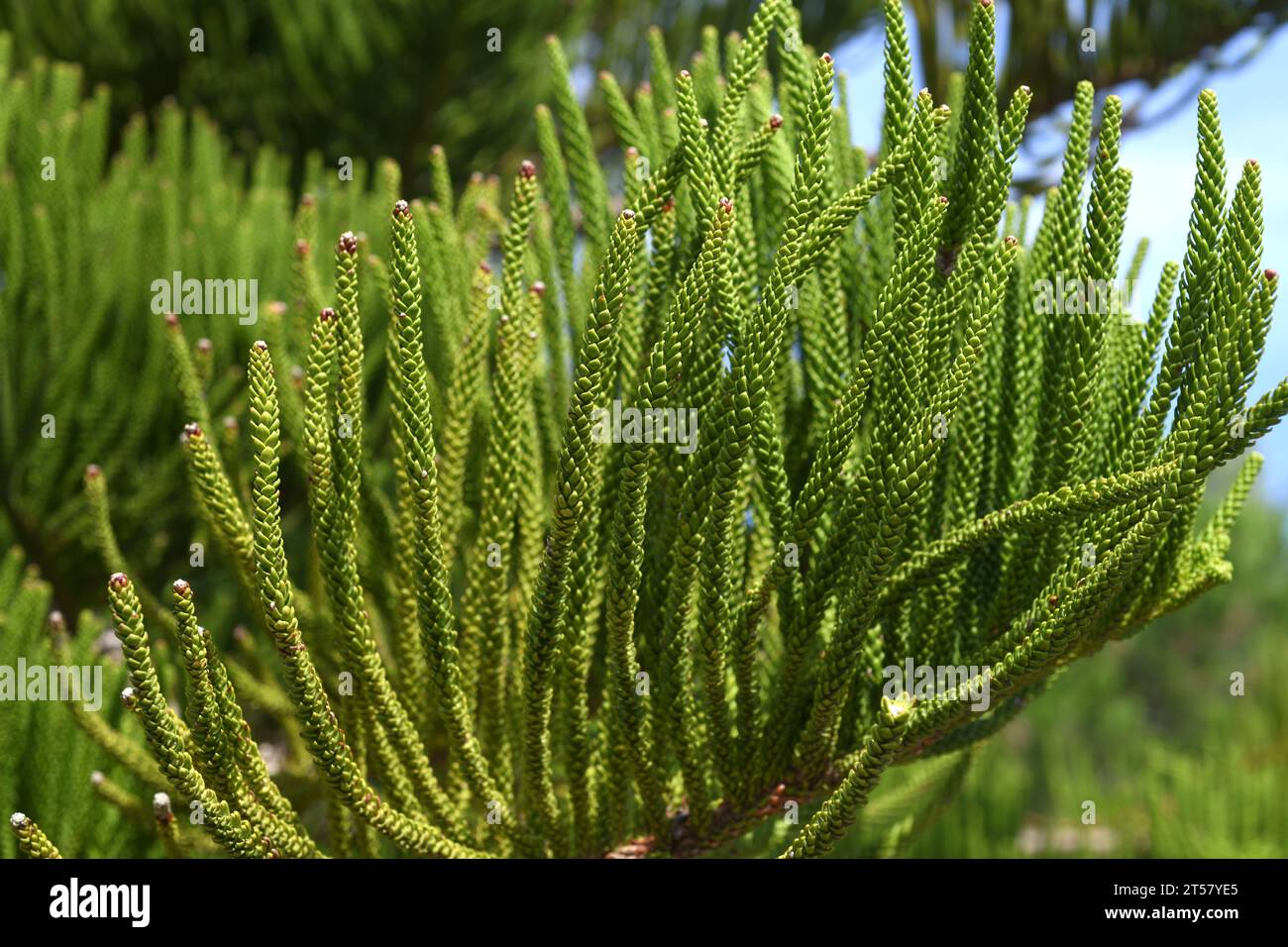 Le pin de Nouvelle-Calédonie (Araucaria columnaris) est un arbre à ...