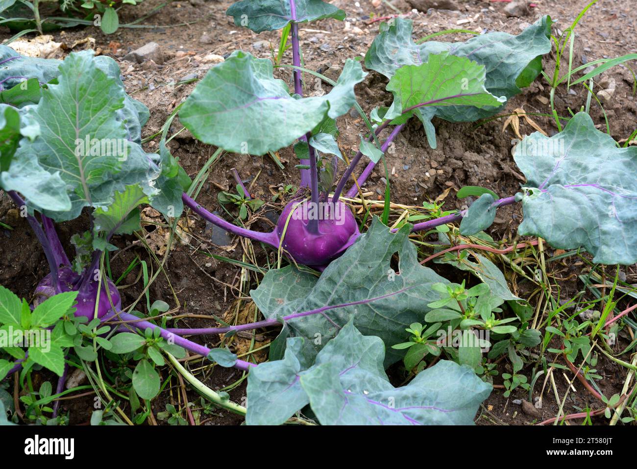 Le Suédois, rutabaga ou navet (Brassica napobrassica) est un cultivar ...