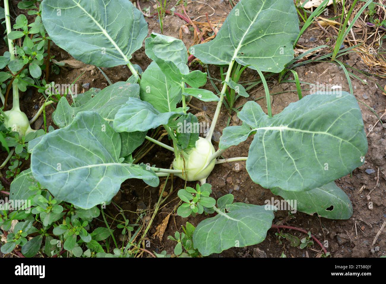 Le Suédois, rutabaga ou navet (Brassica napobrassica) est un cultivar ...