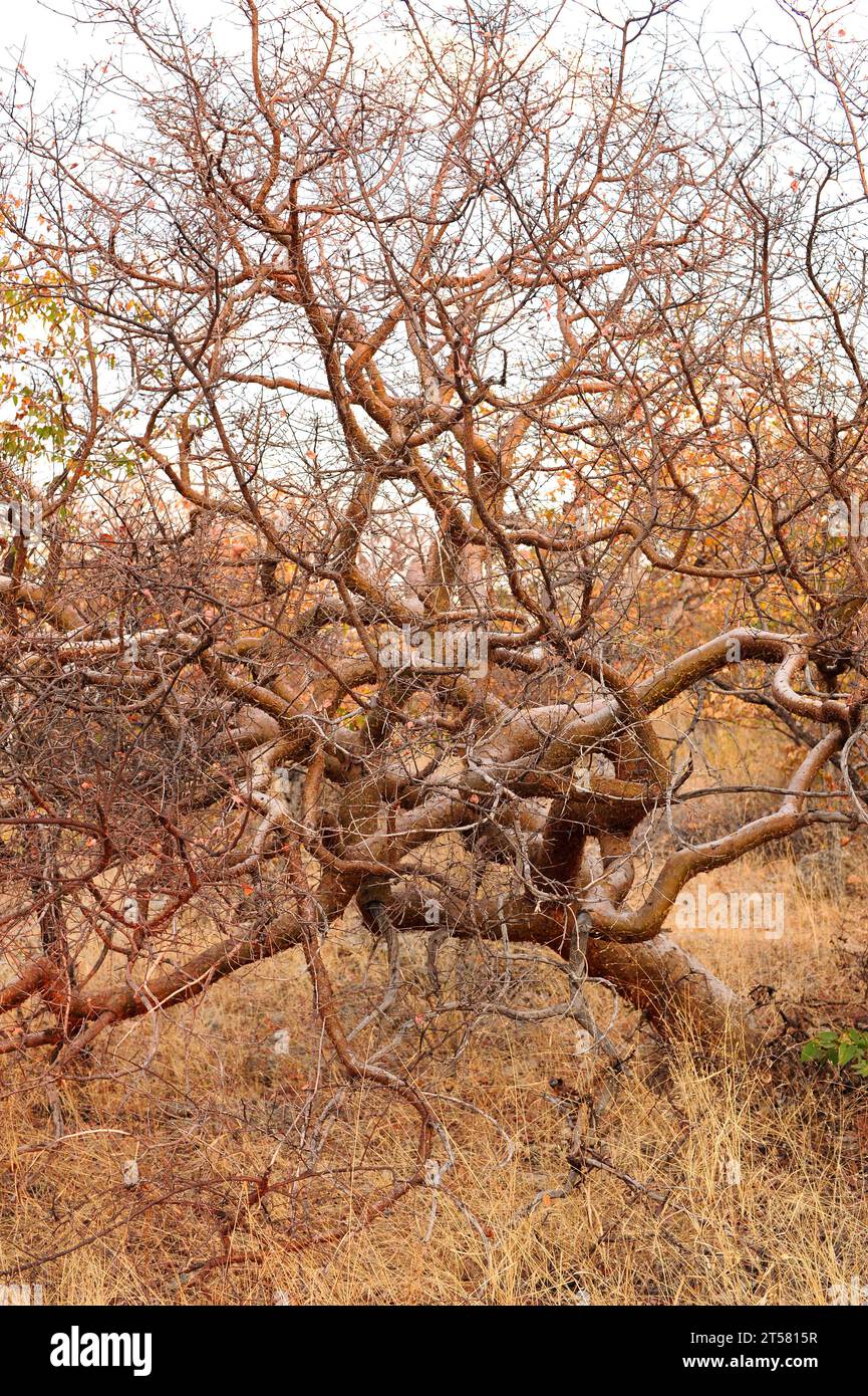 La myrrhe namibienne (Commiphora wildii) est un arbre à feuilles ...