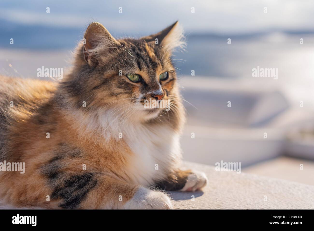 Chats grecs Banque de photographies et d’images à haute résolution - Alamy