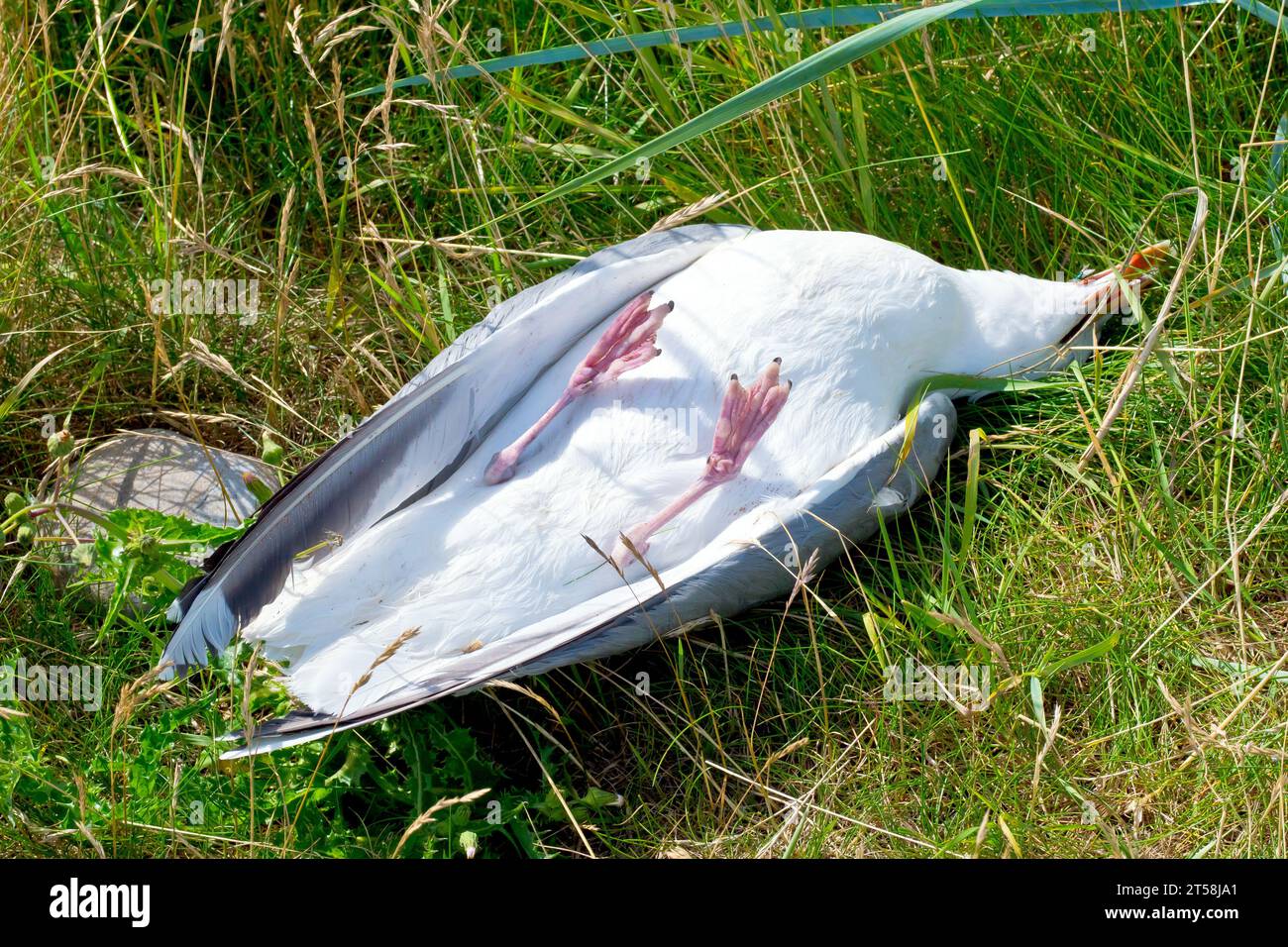Oiseaux morts couchés Banque de photographies et d’images à haute ...