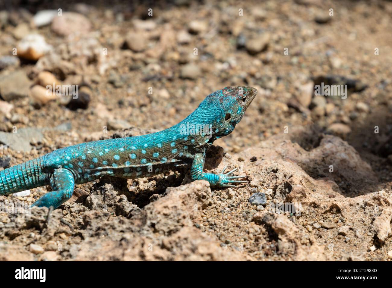 Whiptail aruba Banque de photographies et d’images à haute résolution ...