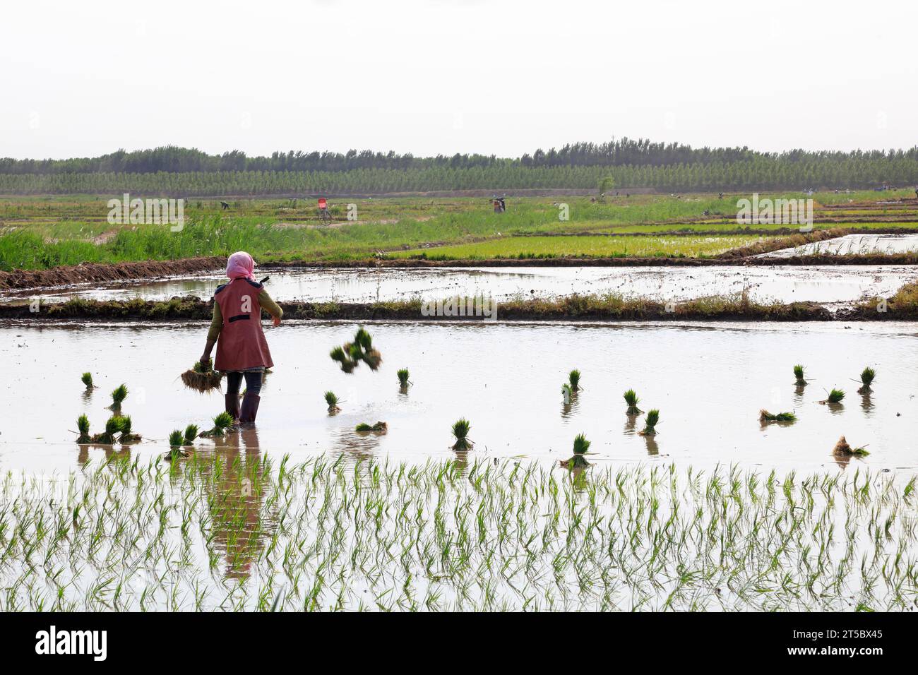 Transplanting rice plants Banque de photographies et d’images à haute ...
