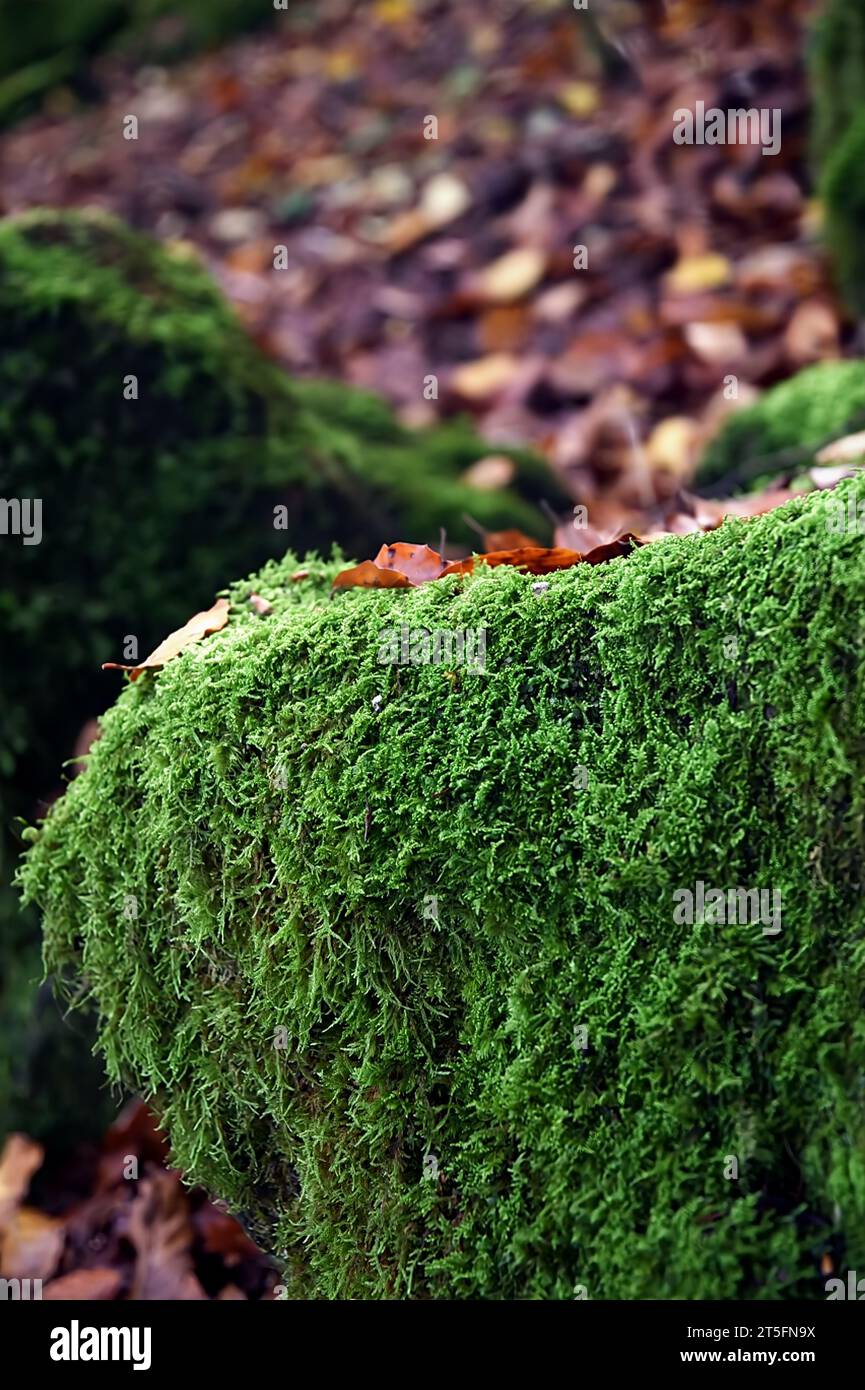 Moos im wald Banque de photographies et d’images à haute résolution - Alamy