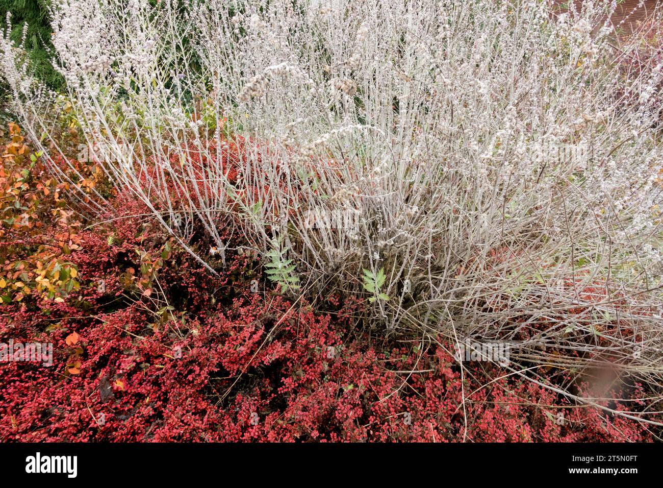 Russian sage perovskia atriplicifolia Banque de photographies et d ...