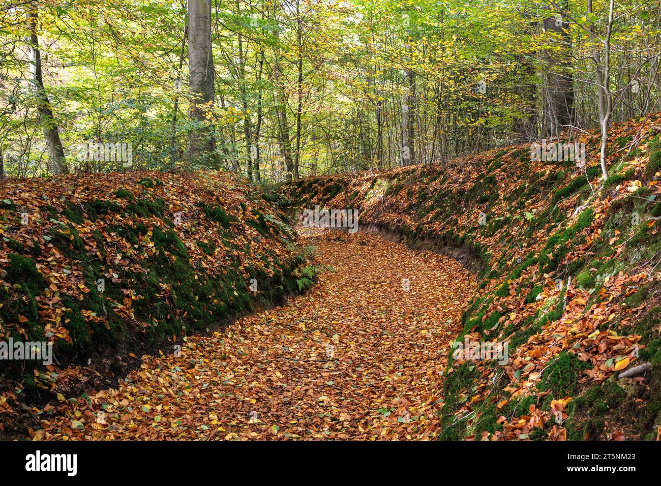 Chemin creux en forêt Banque de photographies et d’images à haute ...