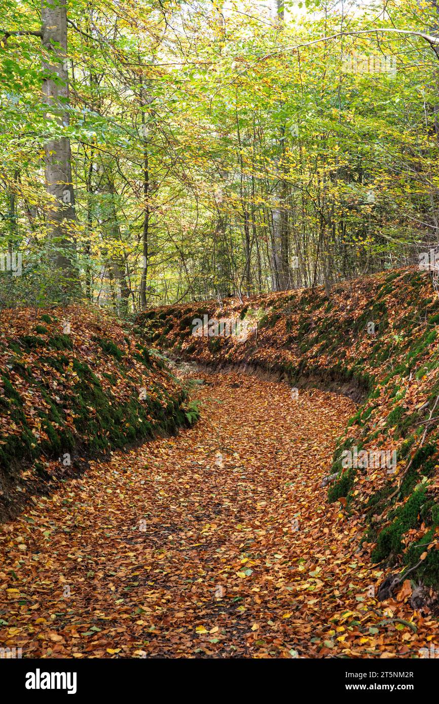 Chemin creux en forêt Banque de photographies et d’images à haute ...