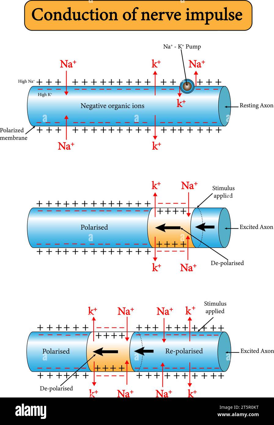 illustration vectorielle transmission de l'impulsion nerveuse le long d'un neurone illustration ...