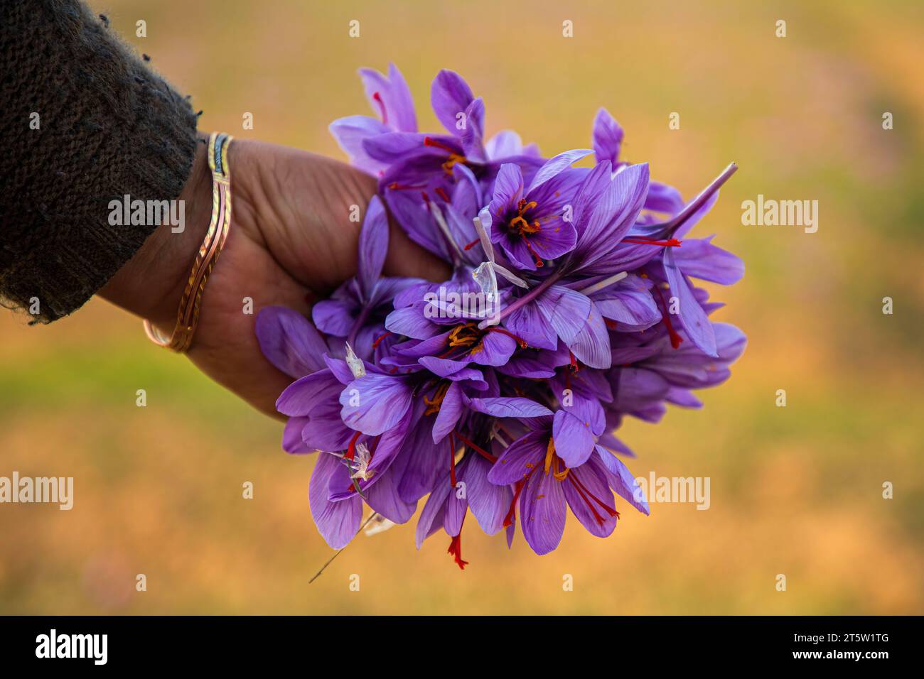 Une femme cachemirienne expose des fleurs de safran récoltées dans un ...