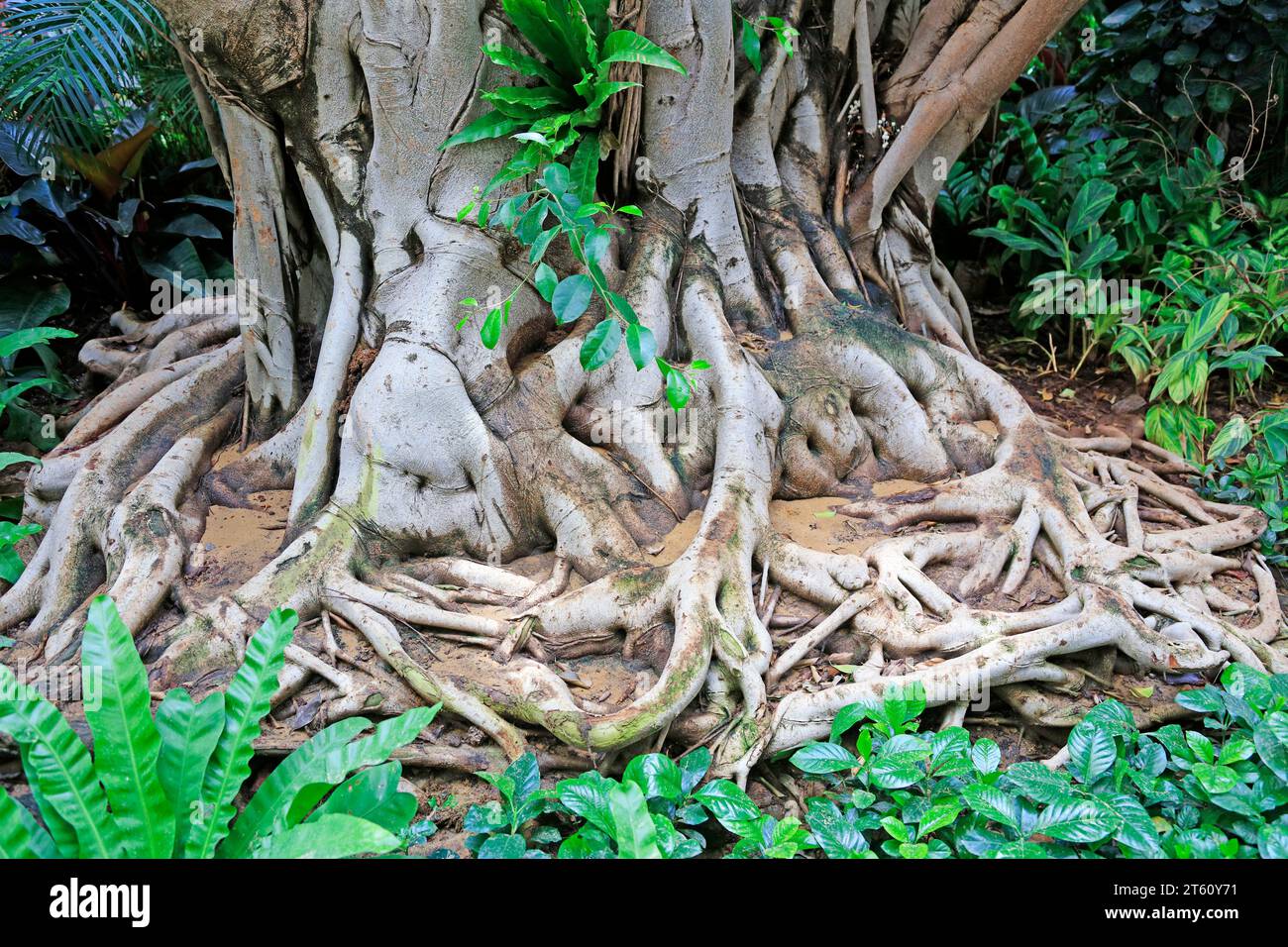 Banyan root Banque de photographies et d’images à haute résolution - Alamy