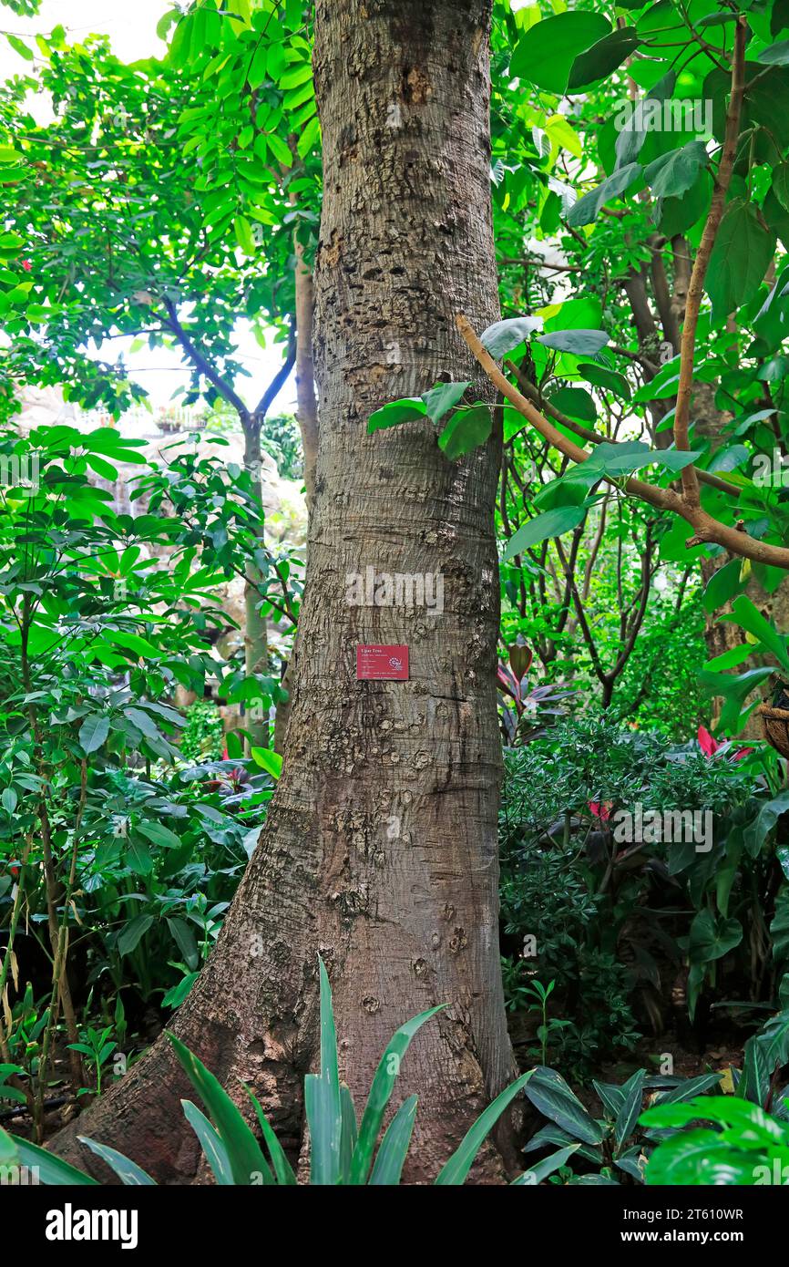 Antiaris toxicaria Banque de photographies et d’images à haute ...