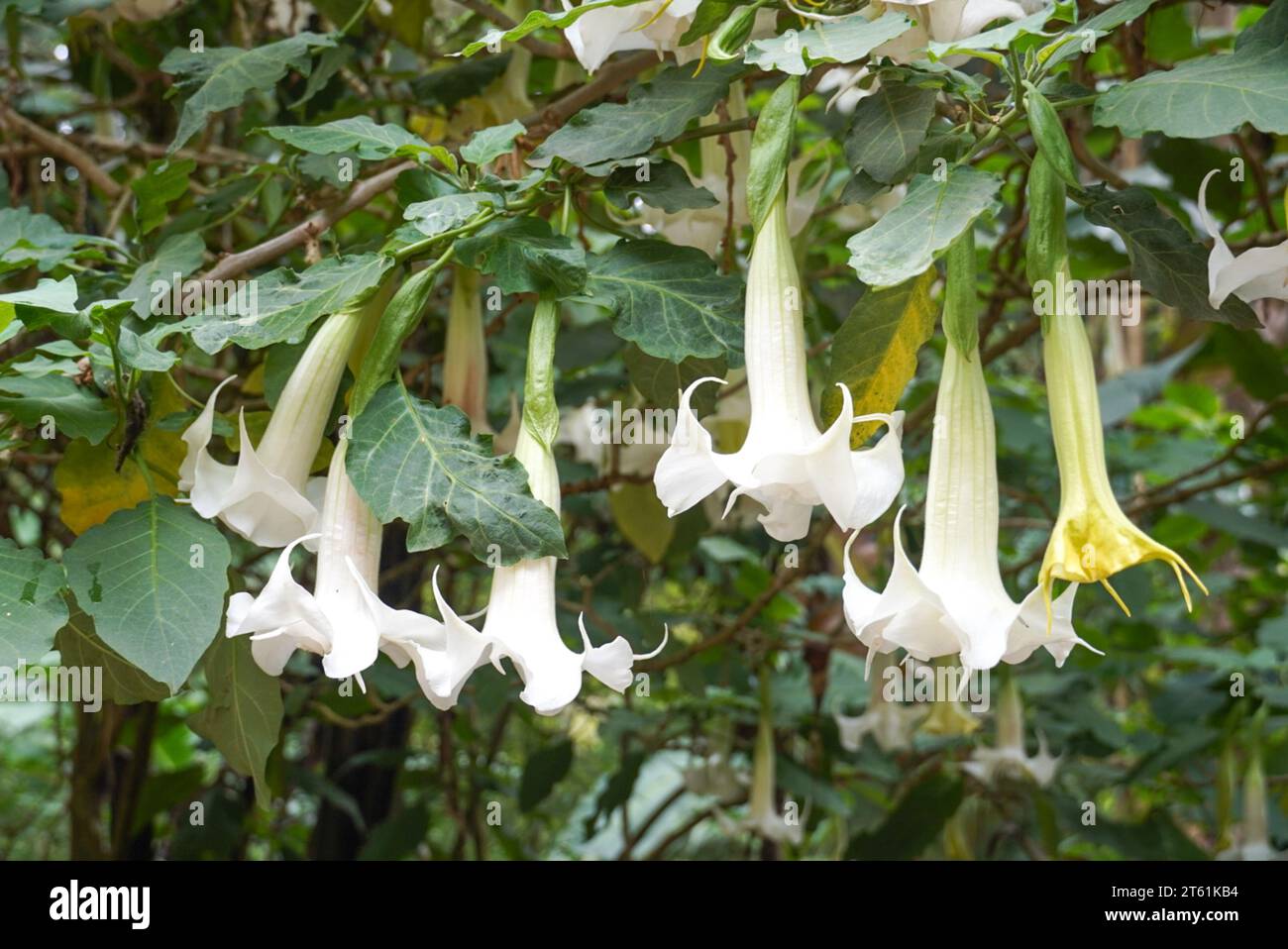 White angel trumpet Banque de photographies et d’images à haute ...