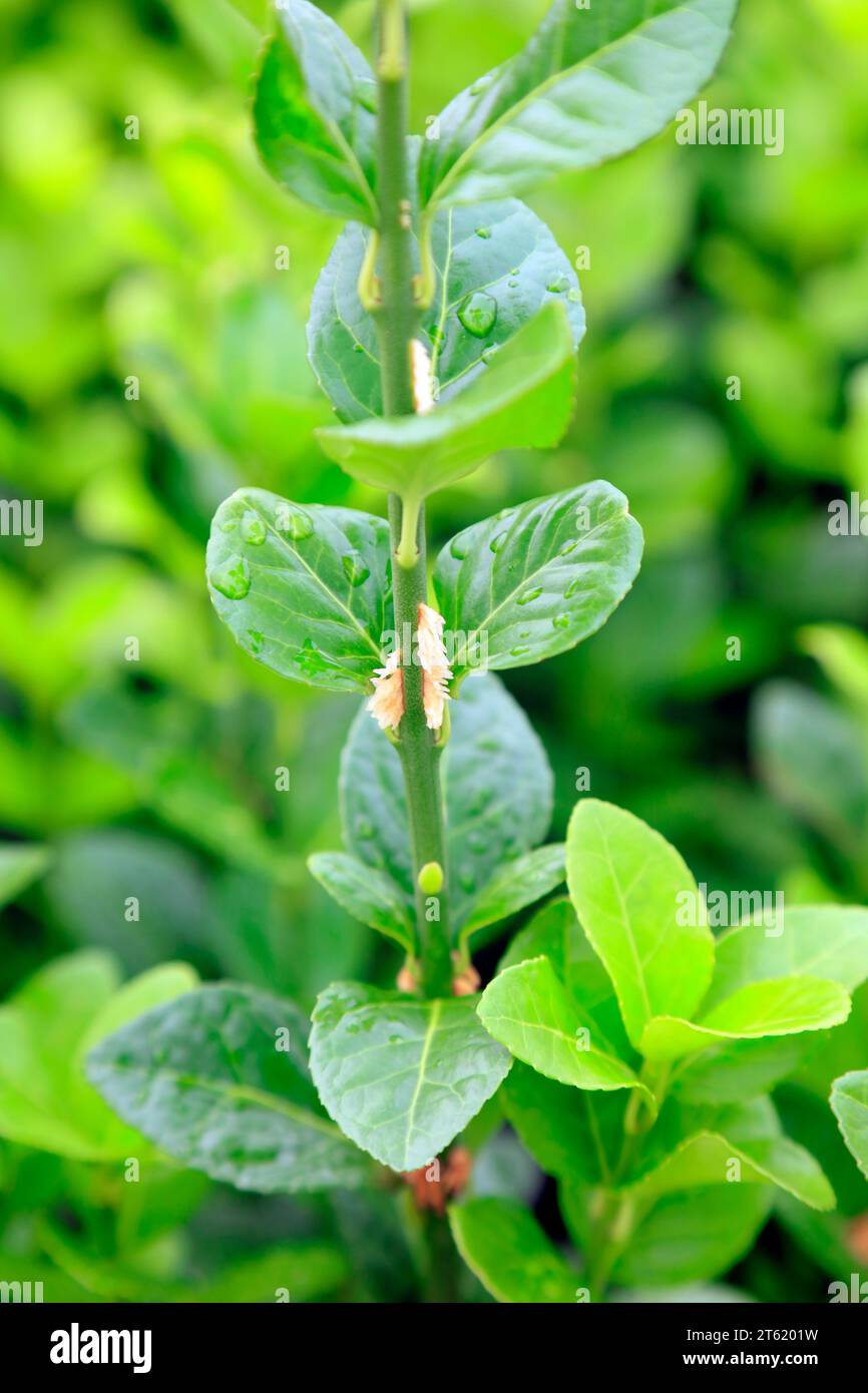 Racine aérienne Banque de photographies et d’images à haute résolution ...