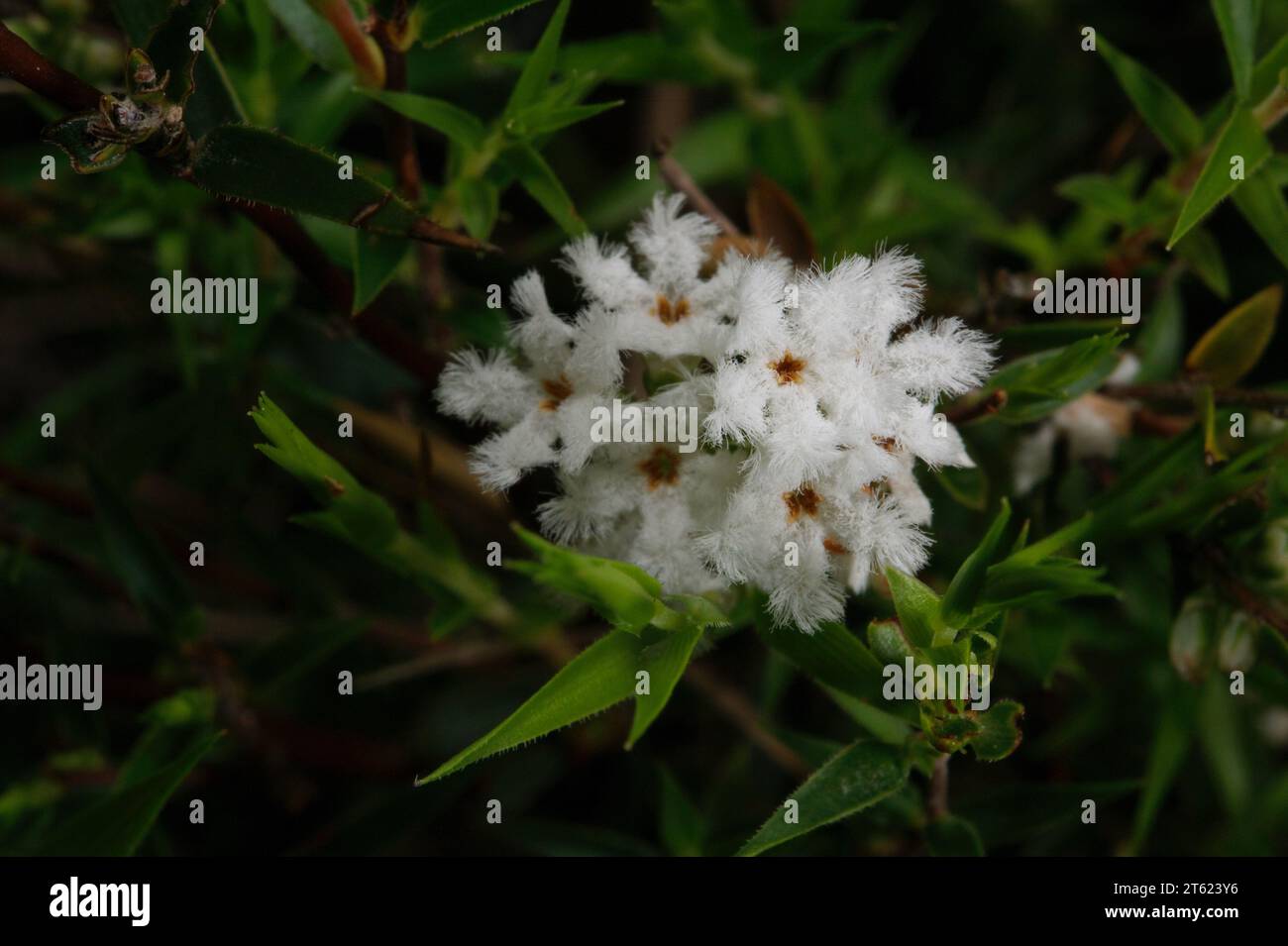 La fleur de riz mince (Pimelea Linifolia) ressemble à ce qu'il devrait ...