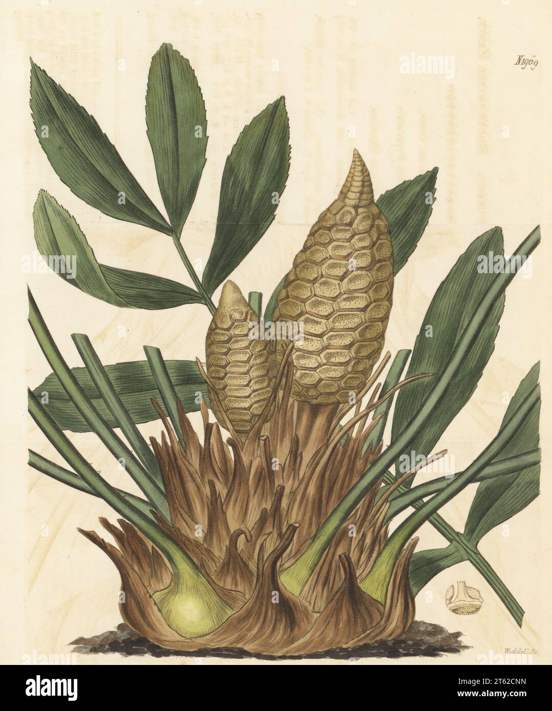 Carton sagou Banque de photographies et d’images à haute résolution - Alamy