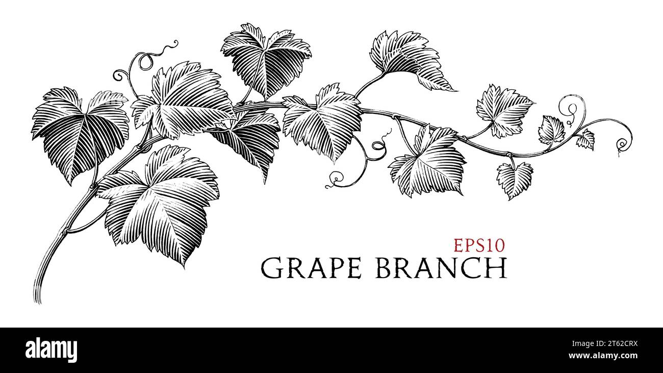 Dessin de grappe de raisin Banque de photographies et d’images à haute ...