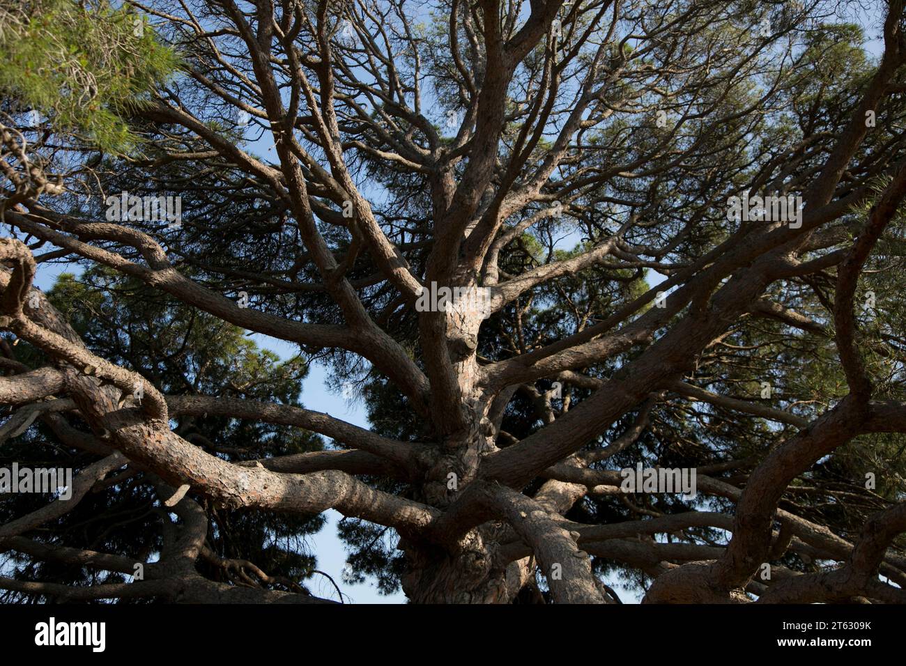 Catalogado arbol Banque de photographies et d’images à haute résolution ...