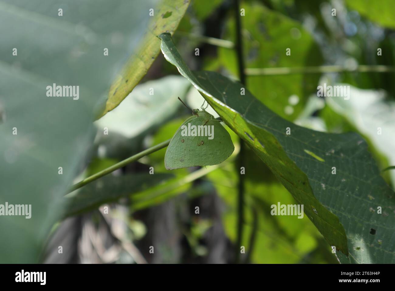 Feuille de macaranga peltata Banque de photographies et d’images à ...