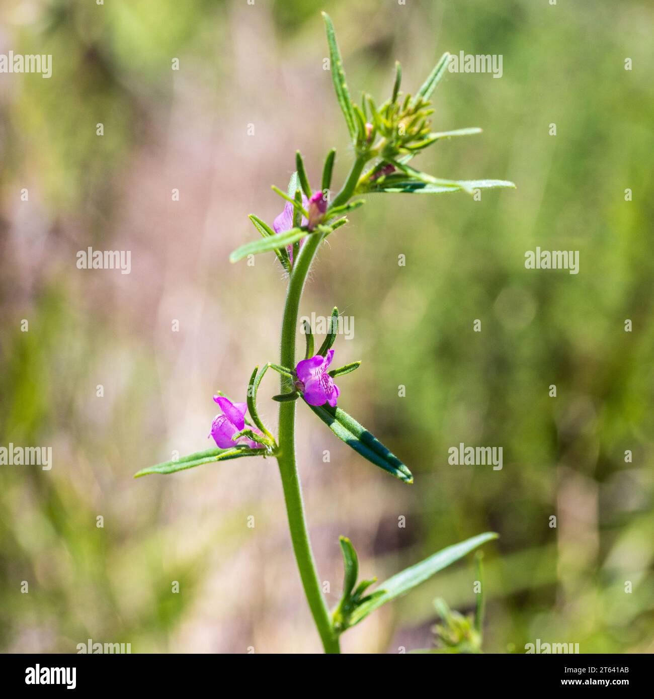 Wild weasels Banque de photographies et d’images à haute résolution - Alamy