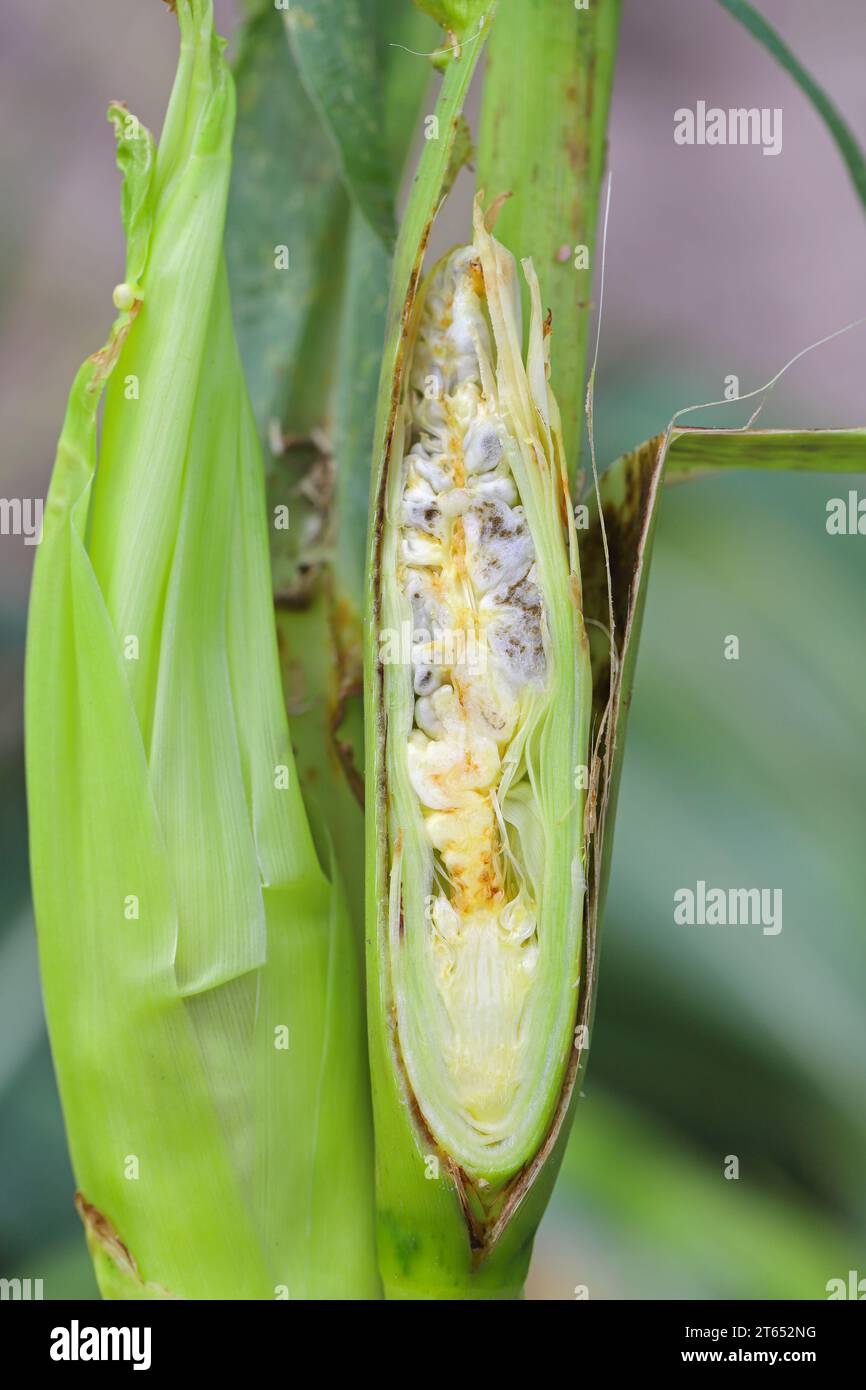 Le charbon de maïs (Ustilago maydis) est un champignon parasite du maïs ...