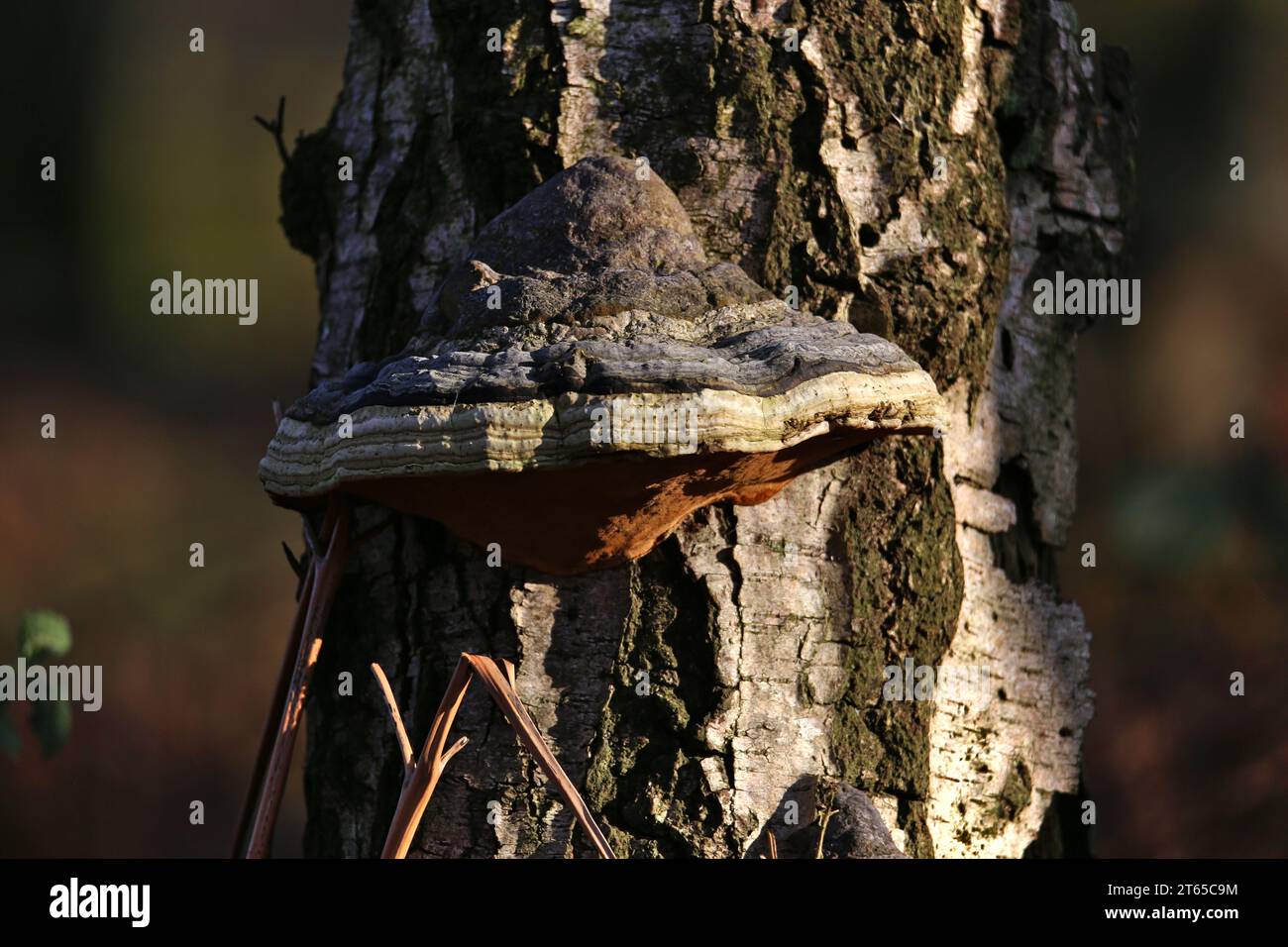 Champignon fer à cheval Banque de photographies et d’images à haute ...