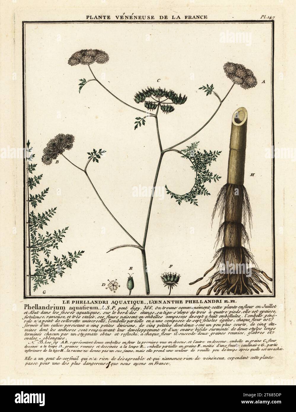 Hydropine à feuilles fines, Oenanthe aquatica. Le phellandri aquatique ...