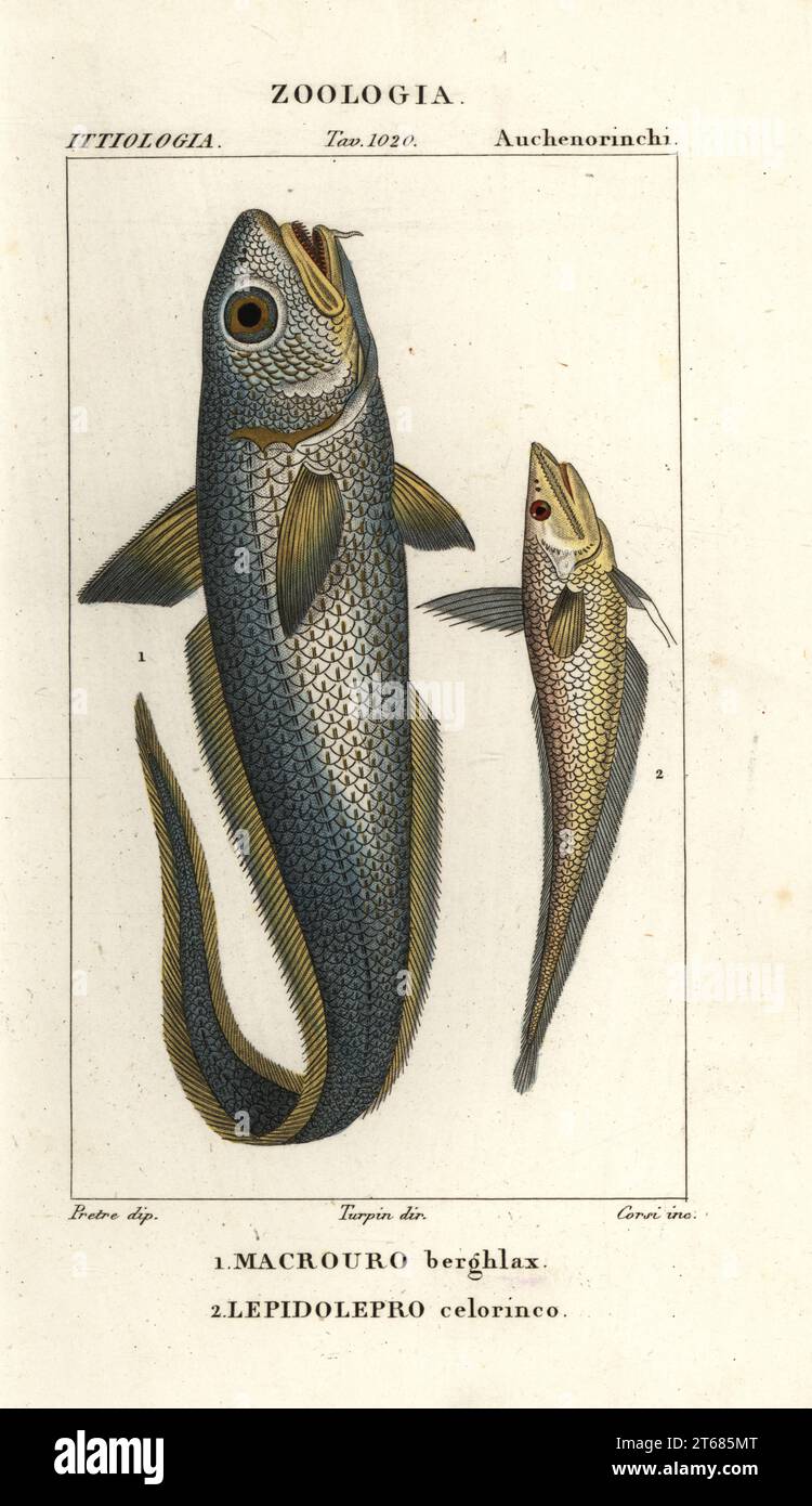 Grenadier de poisson Banque de photographies et d’images à haute ...