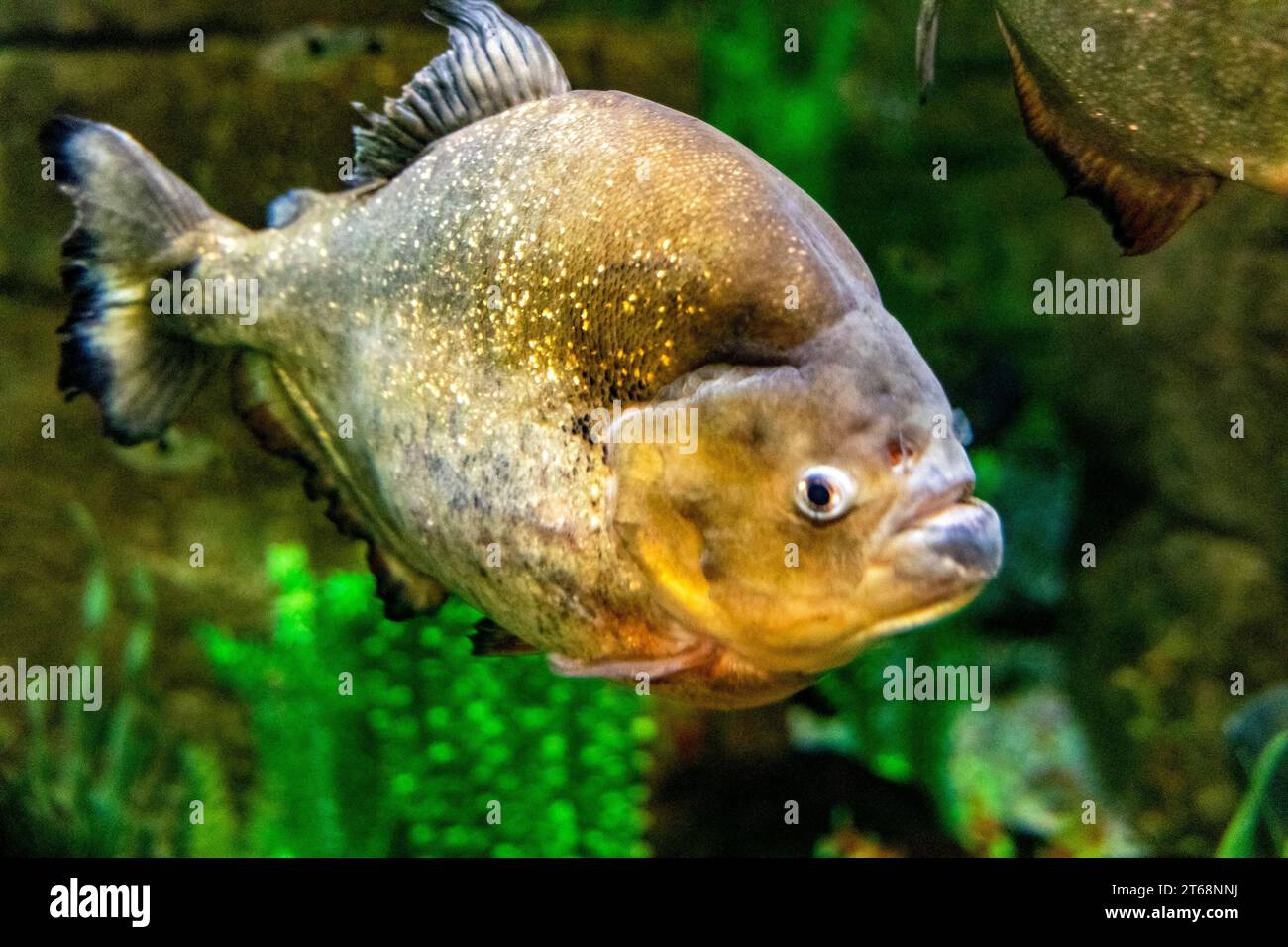 Un spécimen spectaculaire de la piranha à ventre rouge, c'est l'un des ...