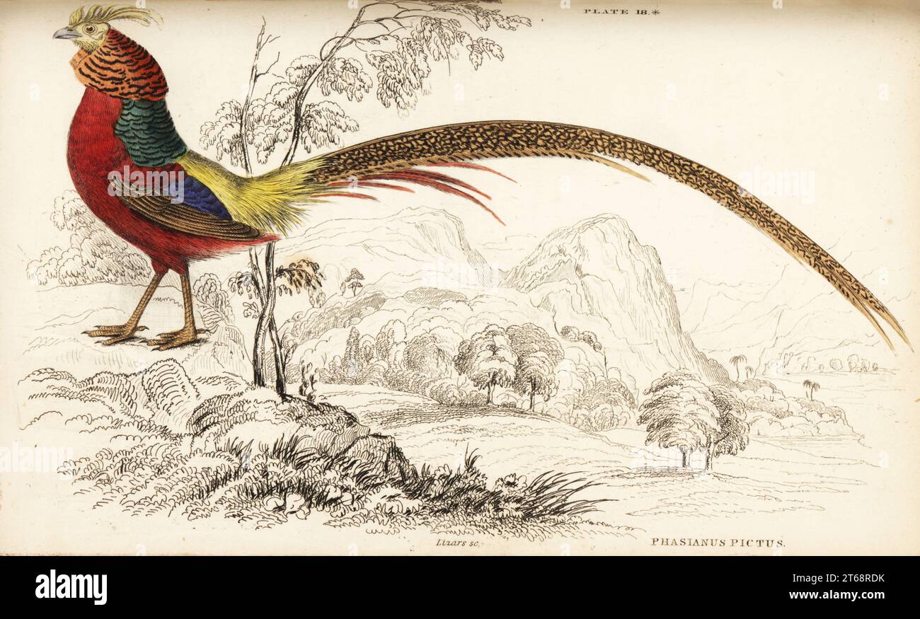 Faisan doré ou faisan chinois, Chrysolophus pictus (Phasianus pictus ...