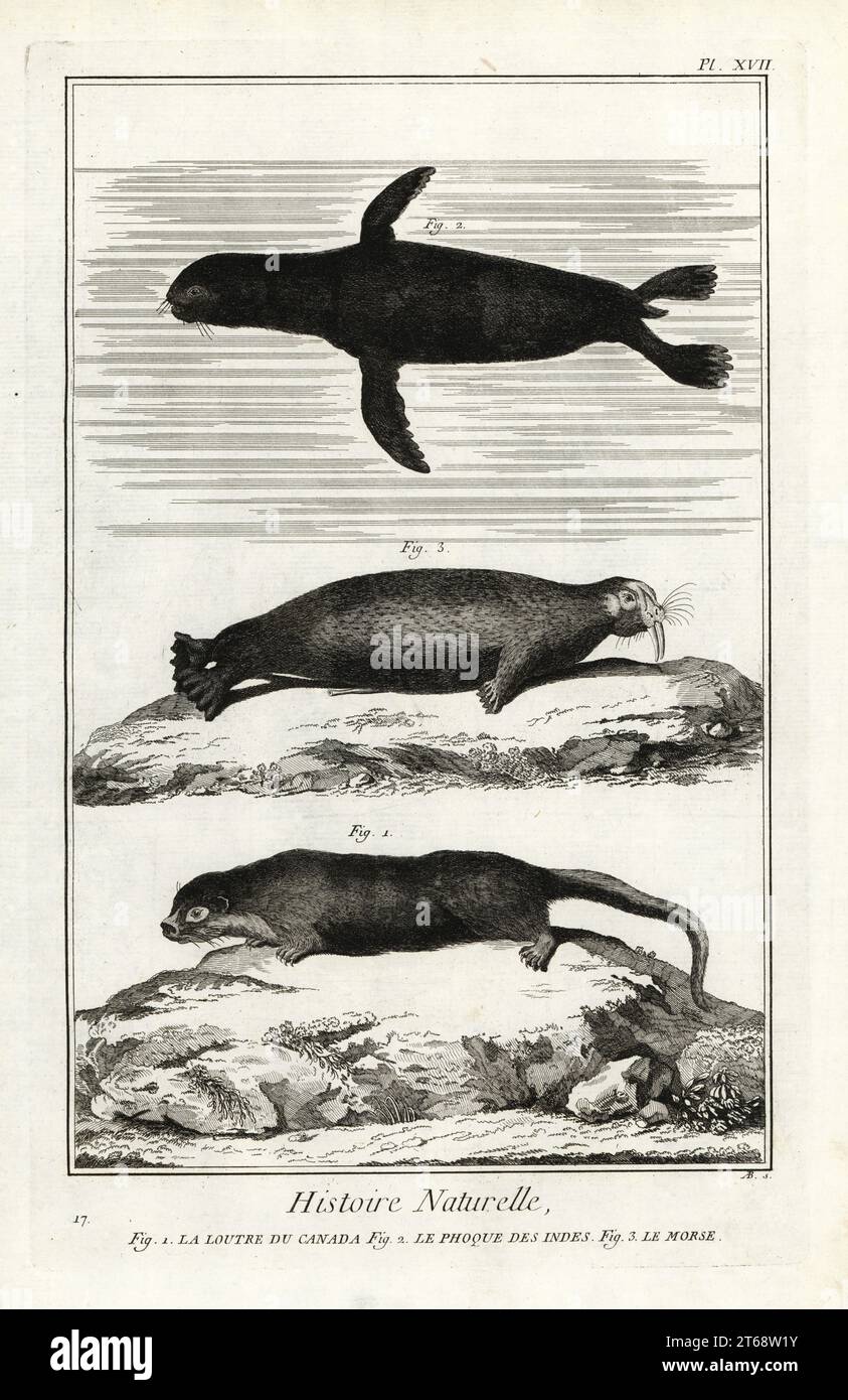 Le phoque Banque de photographies et d’images à haute résolution - Alamy