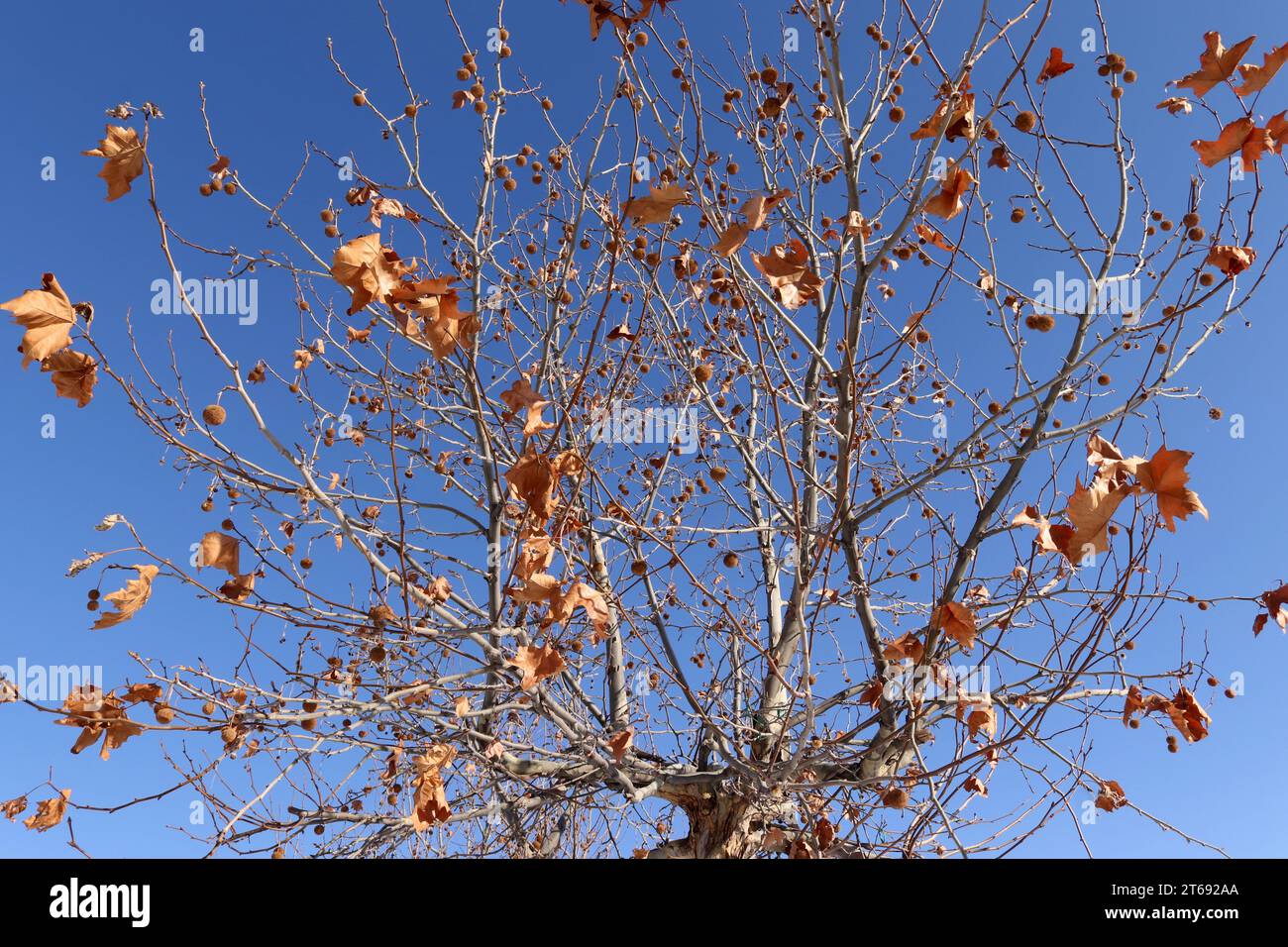 Feuille de platane sur branche Banque de photographies et d’images à ...