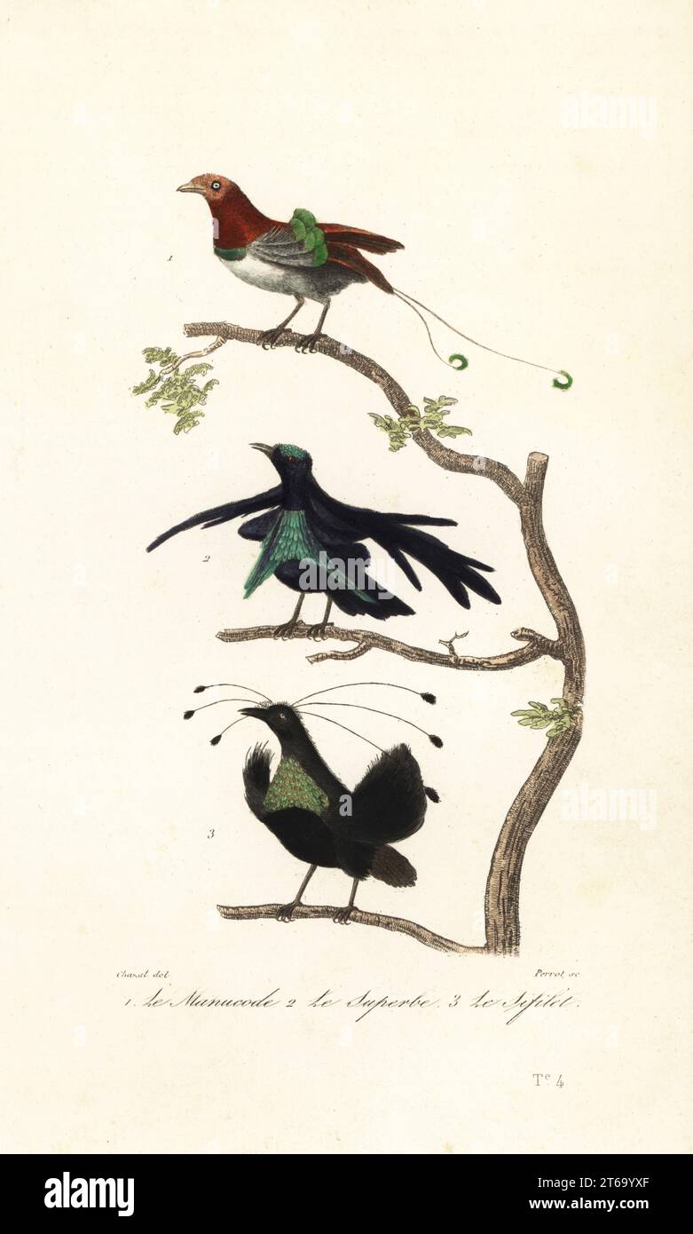 Paradisea regia Banque de photographies et d’images à haute résolution ...