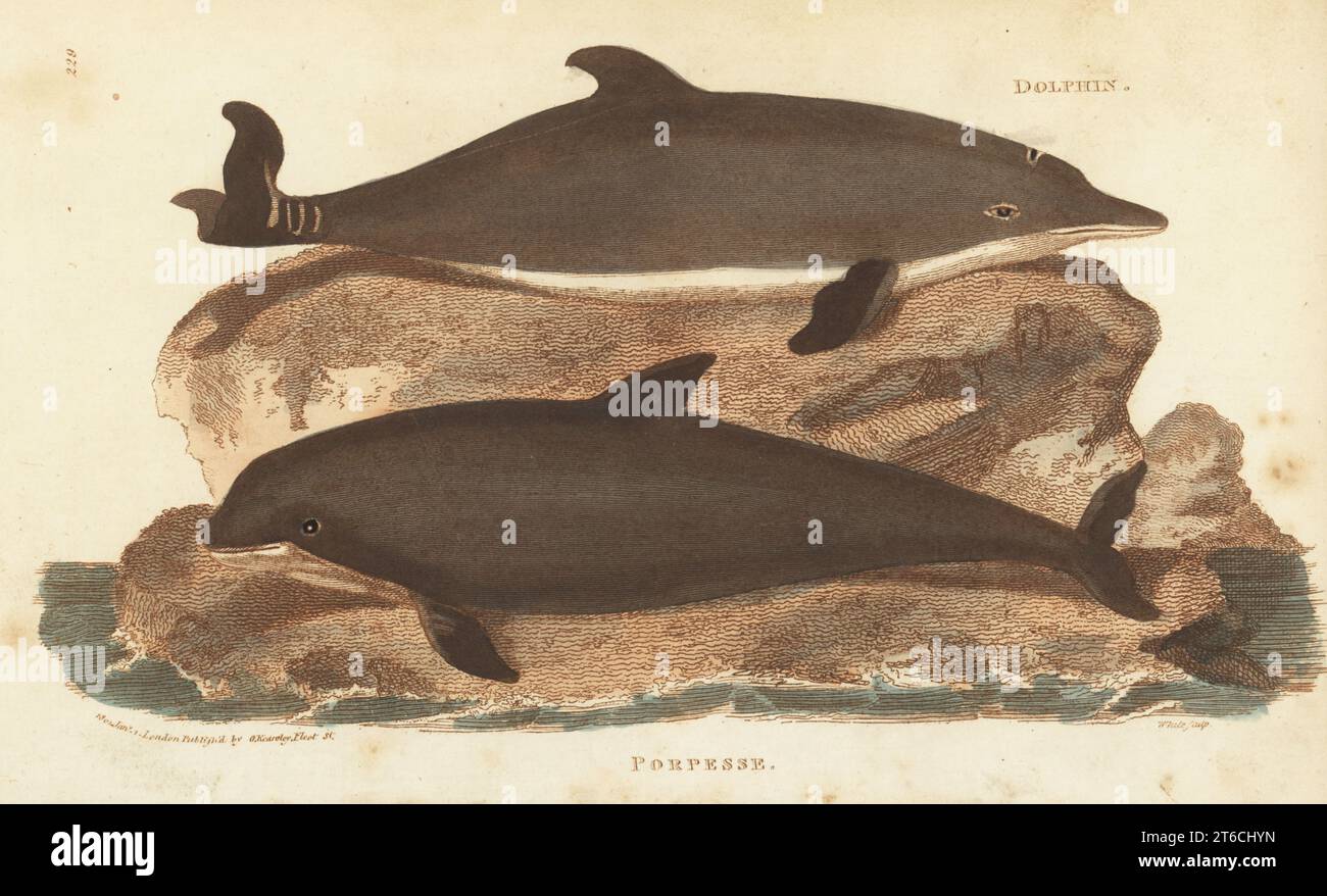 Delphinus phocaena Banque de photographies et d’images à haute ...