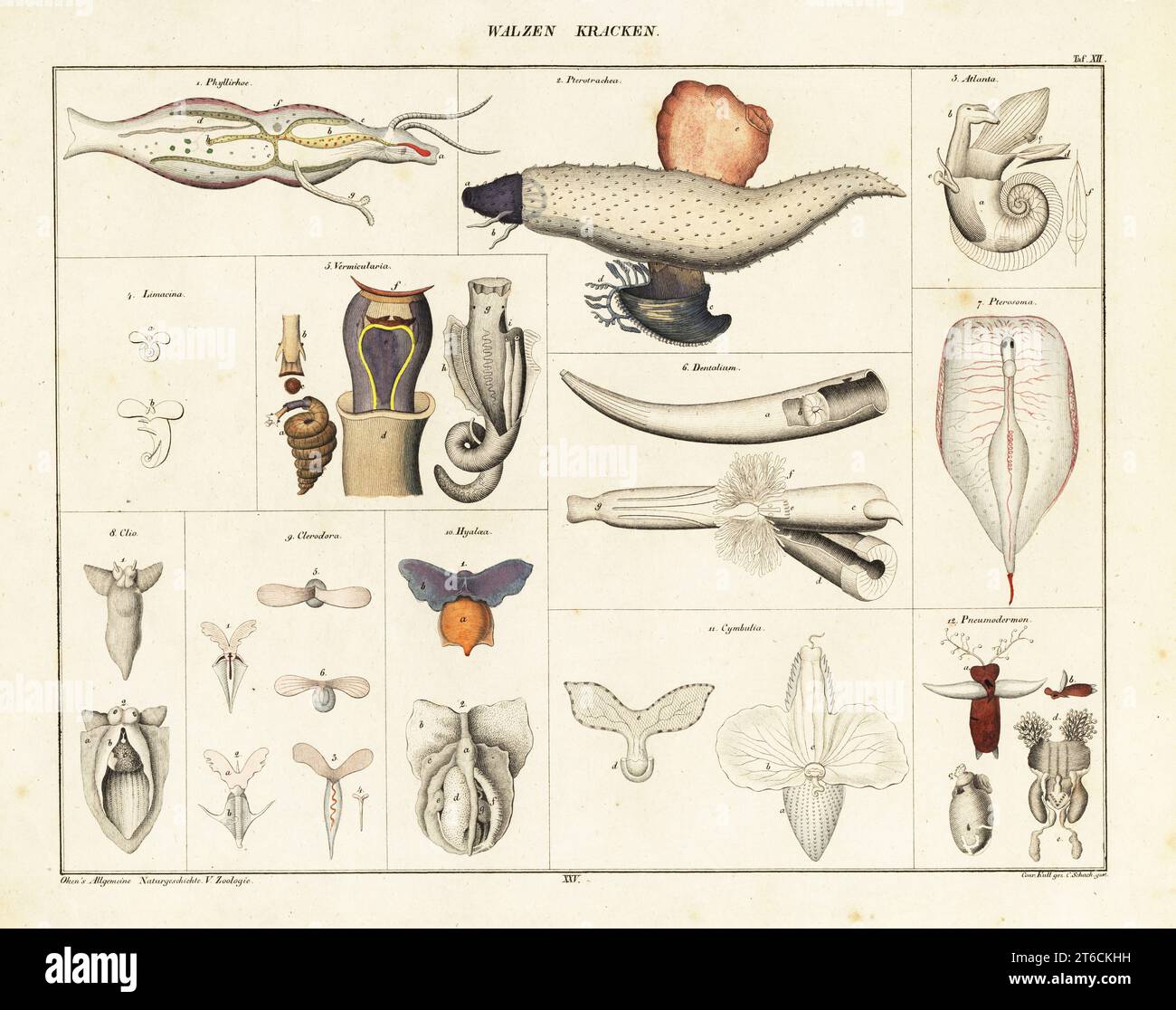 Gastéropodes marins Banque de photographies et d’images à haute ...