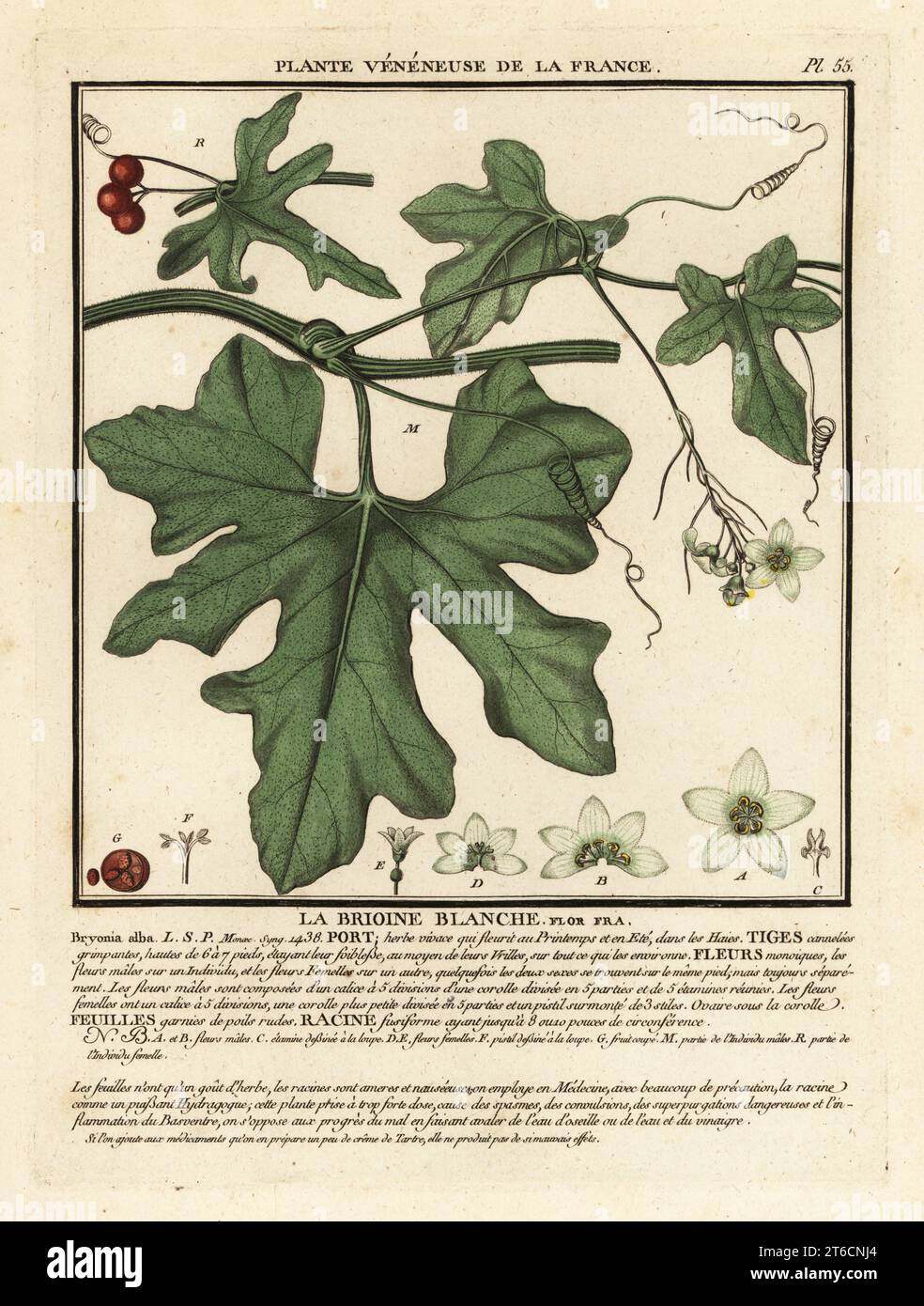 Bryonie blanche ou saule sauvage, la brioine blanche, Bryonia alba ...