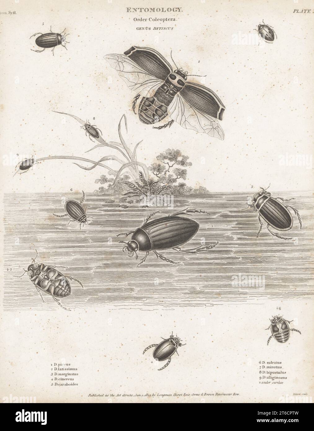 Grand coléoptère argenté, Hydrophilus piceus 1, Dytiscus latissimus 2, Hydroporus marginatus 3 ...