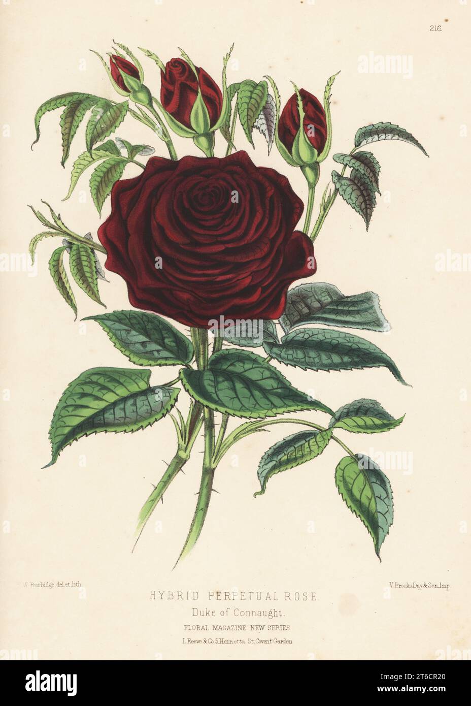 Vincent verdier Banque de photographies et d’images à haute résolution ...